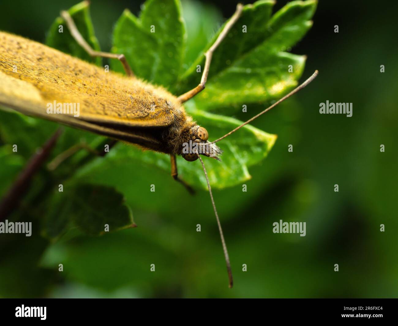 Delve into the miniature world of captivating creatures: Macro Magic ...