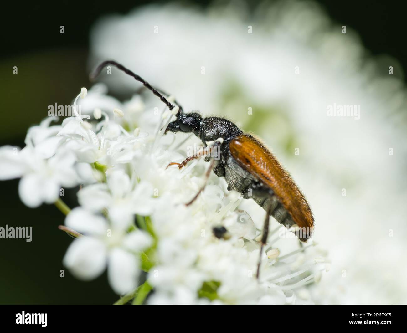 Delve into the miniature world of captivating creatures: Macro Magic ...