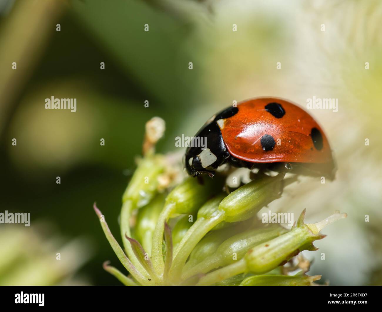 Delve into the miniature world of captivating creatures: Macro Magic ...