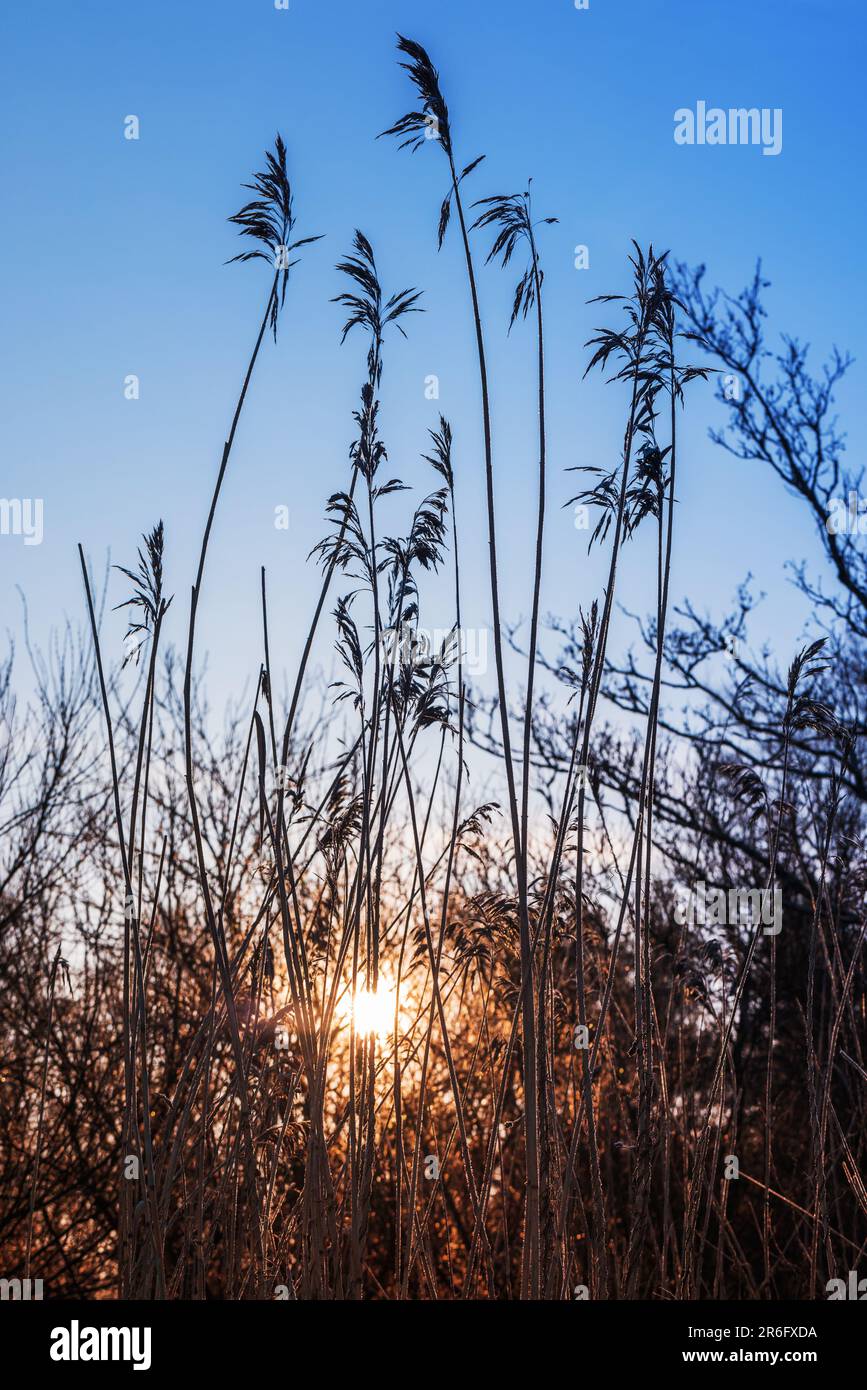 Dry reed is under blue sky in a sunshine, coastal morning landscape ...