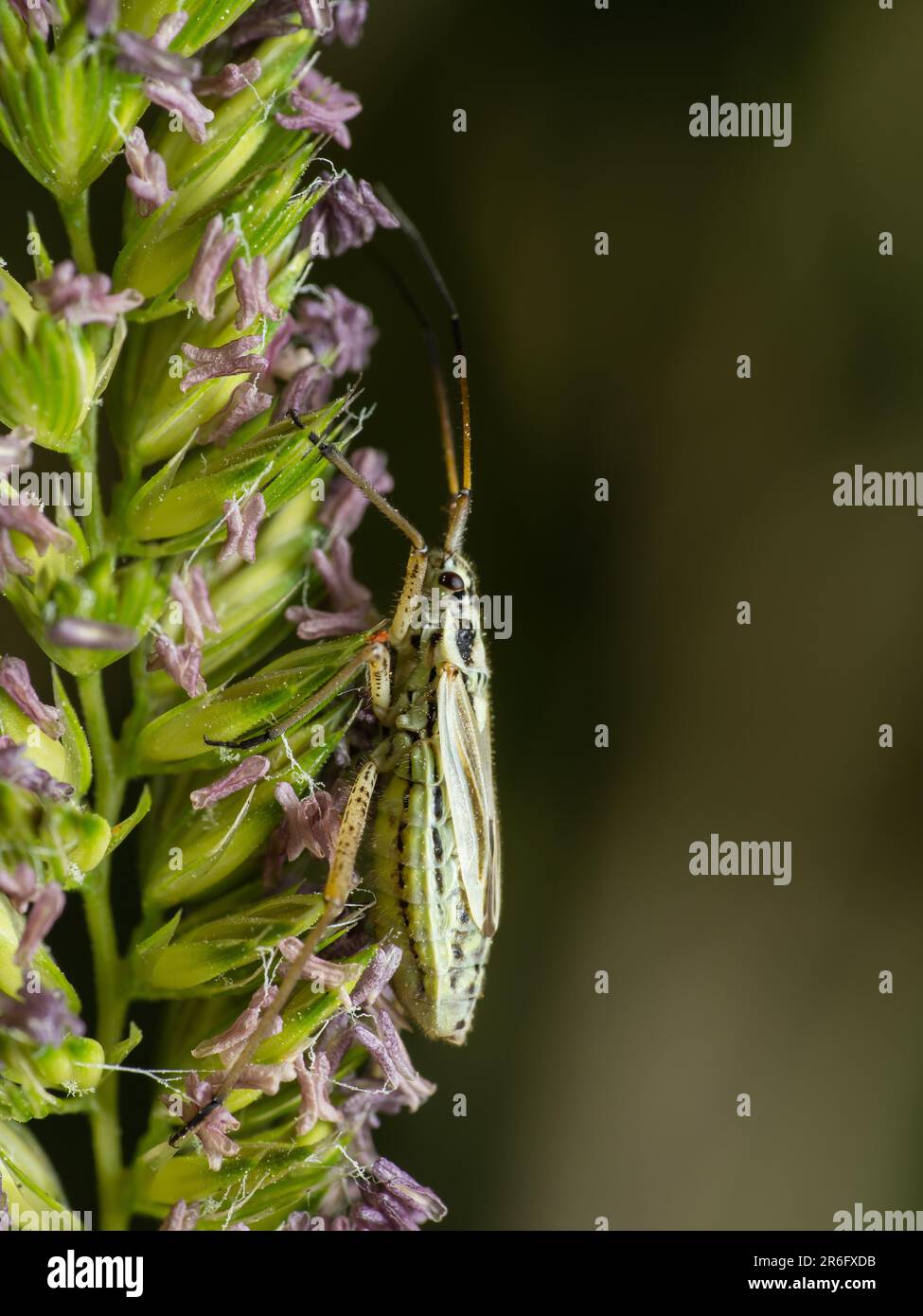 Delve into the miniature world of captivating creatures: Macro Magic ...