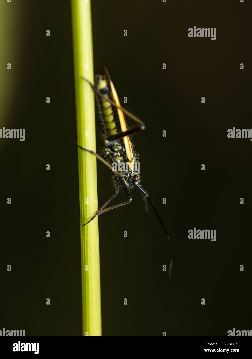 Delve into the miniature world of captivating creatures: Macro Magic ...