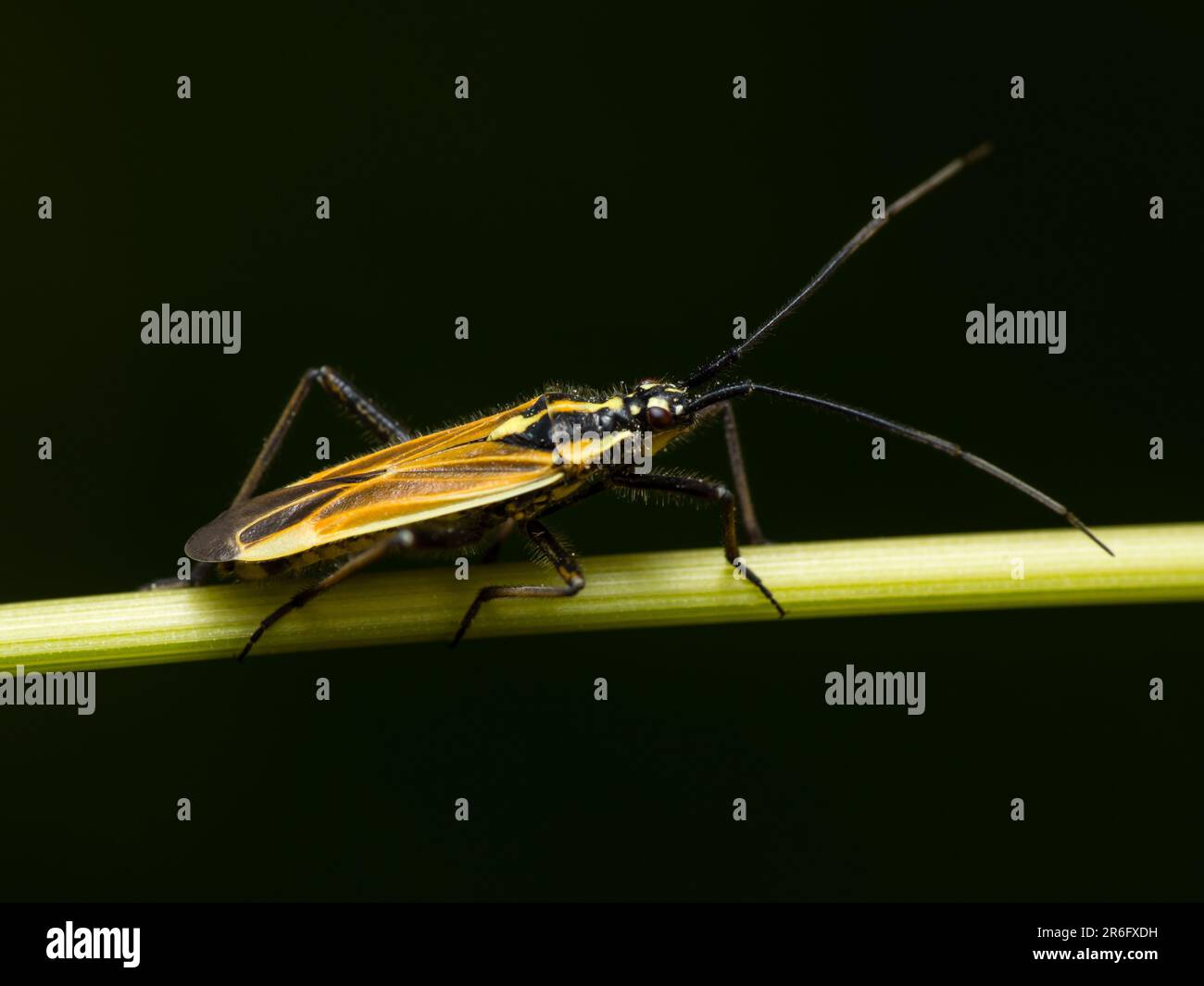 Delve into the miniature world of captivating creatures: Macro Magic ...