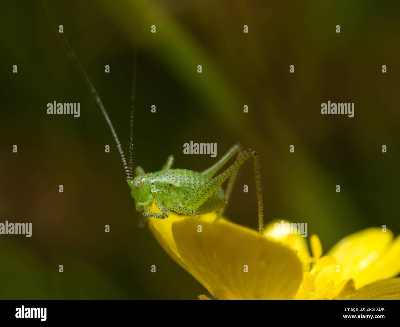 Delve into the miniature world of captivating creatures: Macro Magic ...