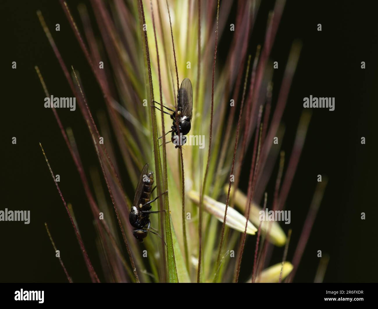 Nature's Intricate World: A mesmerizing close-up of a fly delicately ...