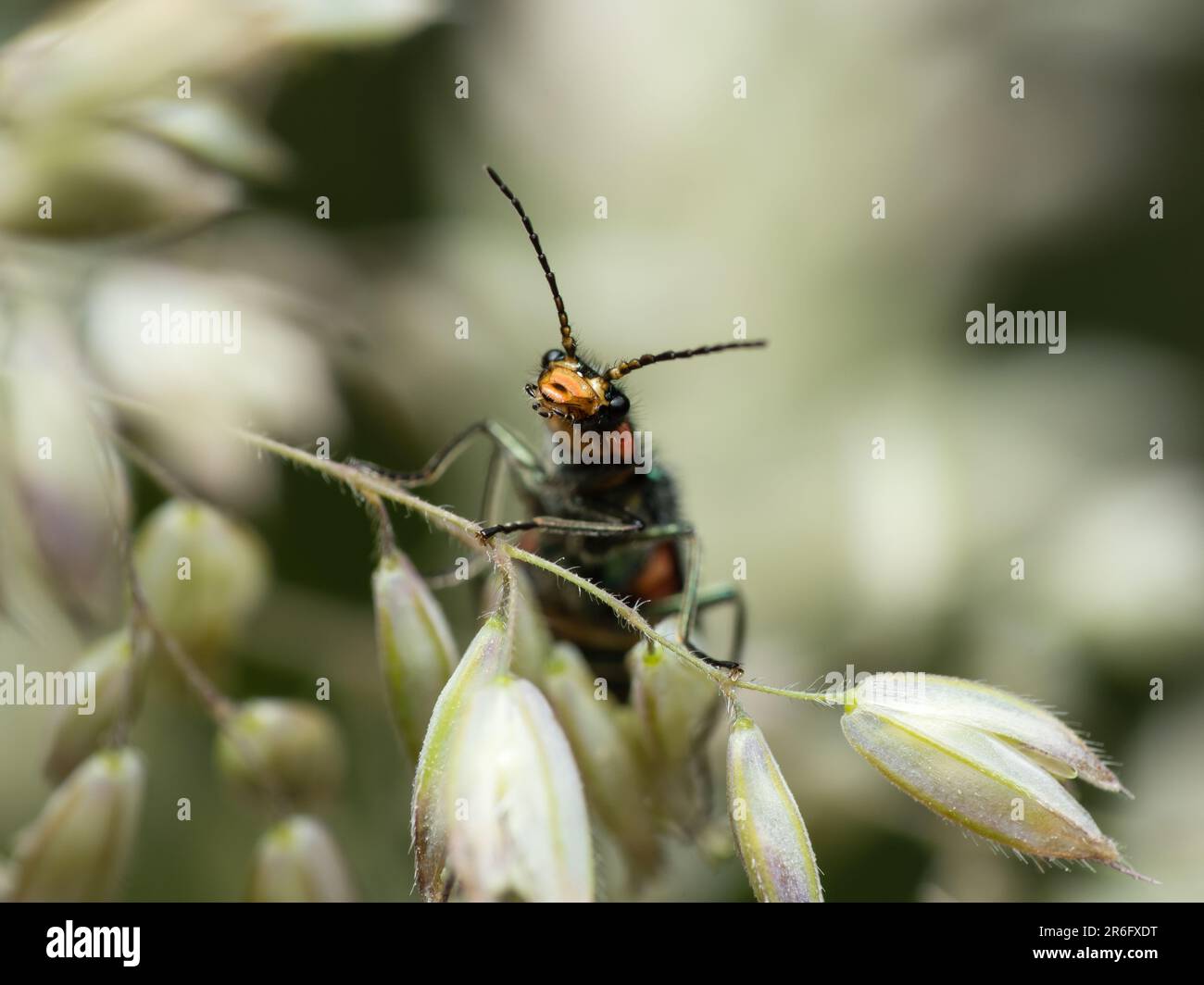 Delve into the miniature world of captivating creatures: Macro Magic ...