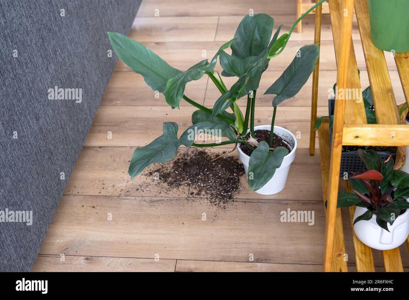 houseplant fell to the floor and the soil from the pot crumbled ...