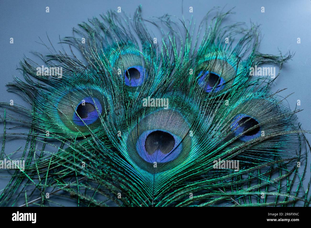Royal blue feathers hi-res stock photography and images - Alamy