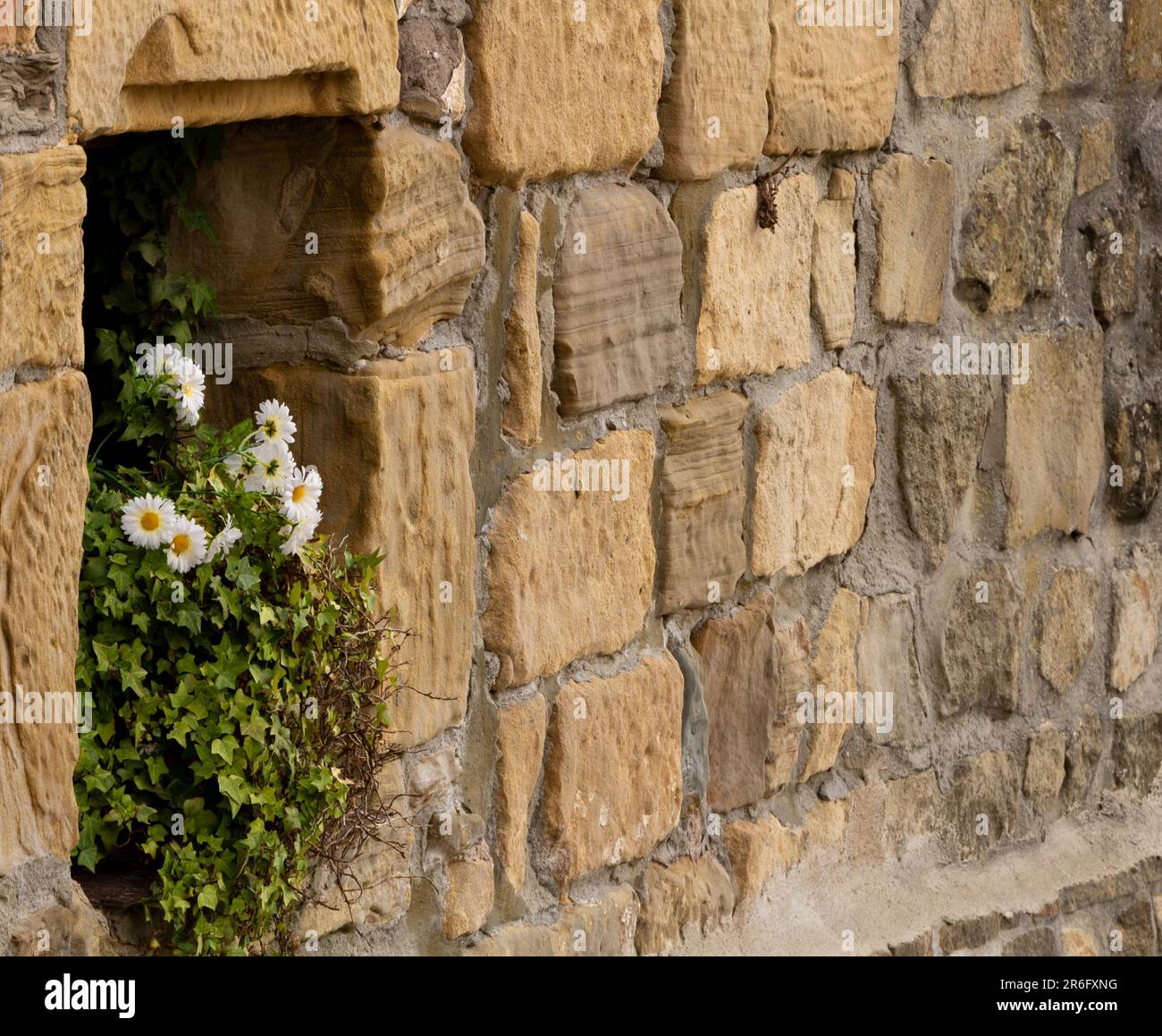 A stone wall with some small blooming daisies growing in a square ...