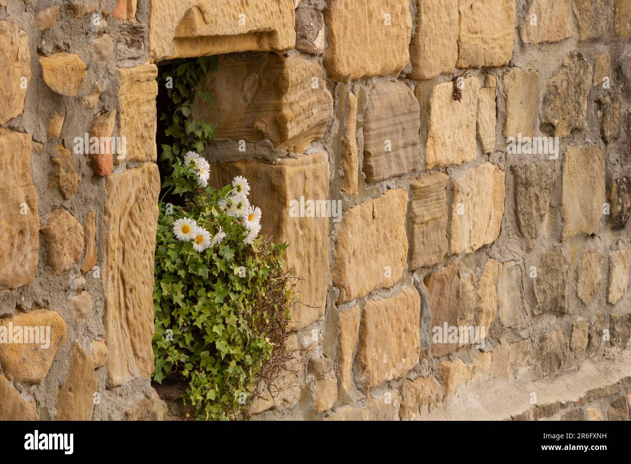 A stone wall with some small blooming daisies growing in a square ...
