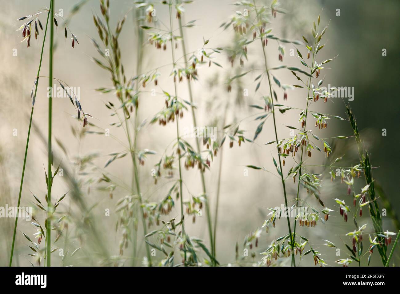 Grass seeds in a wild field Stock Photo - Alamy