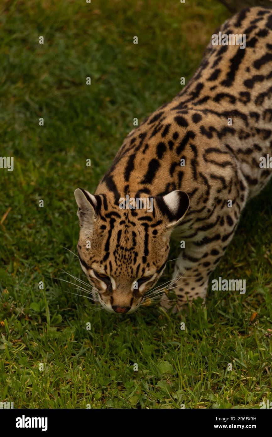 A majestic ocelot wildcat strides across a lush, green grass field ...