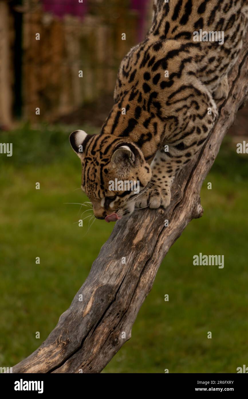 Ocelot climbing hi-res stock photography and images - Alamy