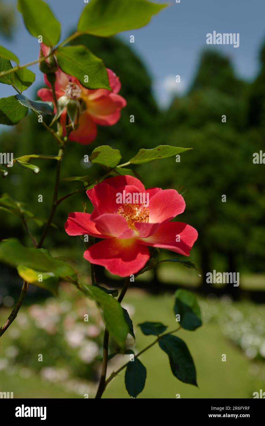 Garden red roses hi-res stock photography and images - Alamy