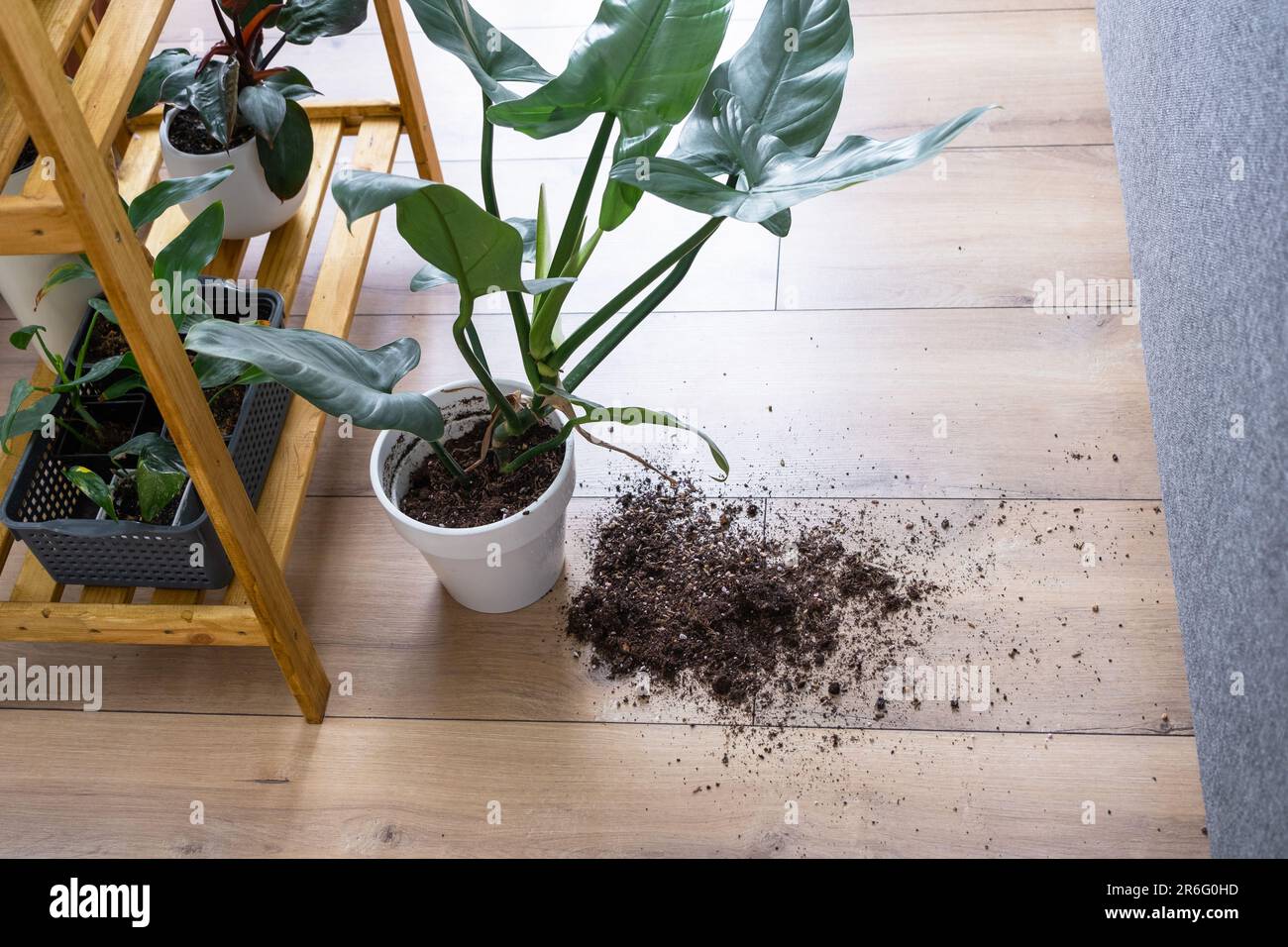 houseplant fell to the floor and the soil from the pot crumbled ...