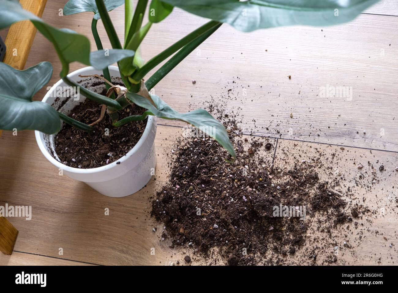 houseplant fell to the floor and the soil from the pot crumbled ...