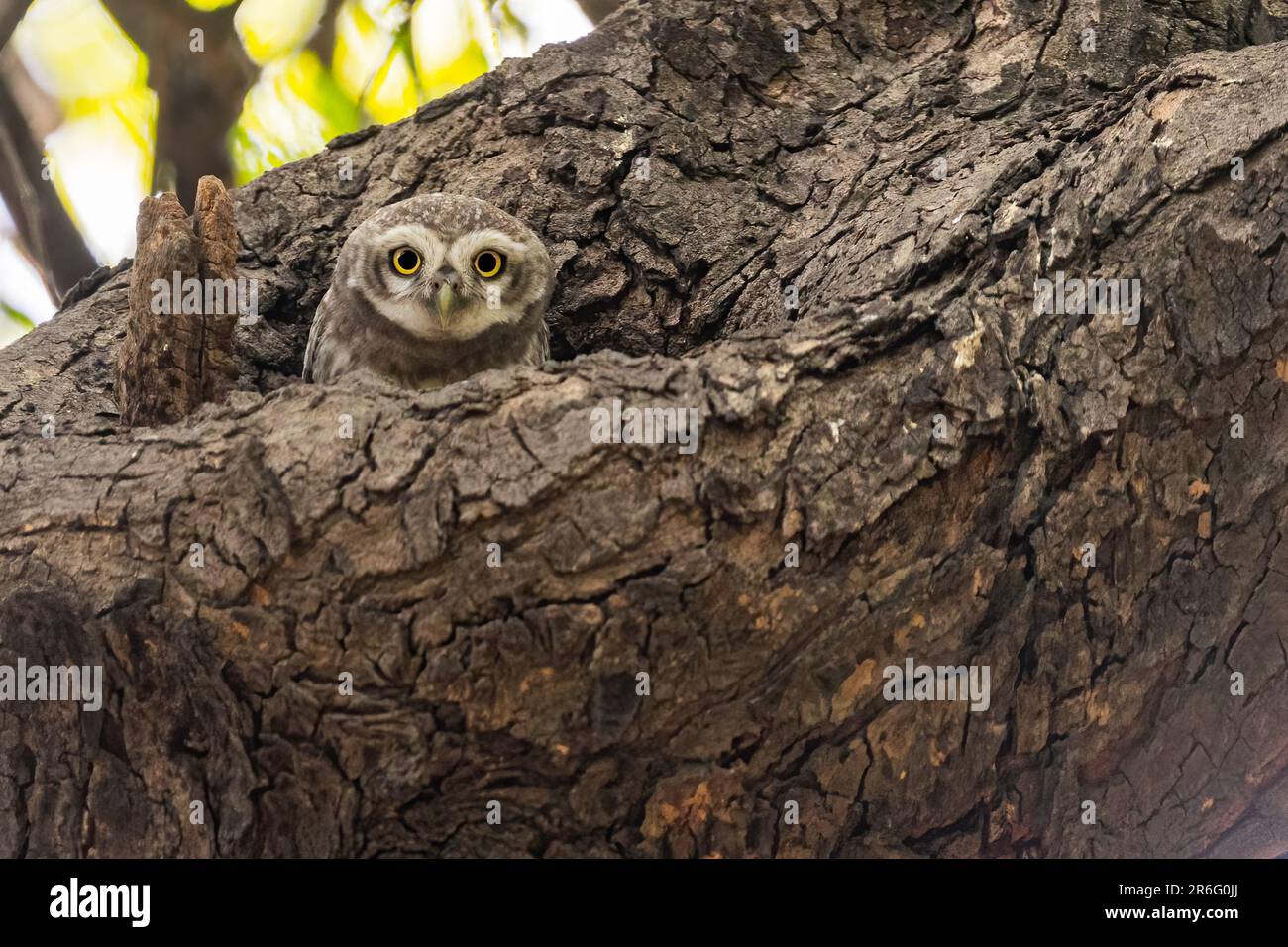 A Spotted Owl sitting on its nest Stock Photo - Alamy