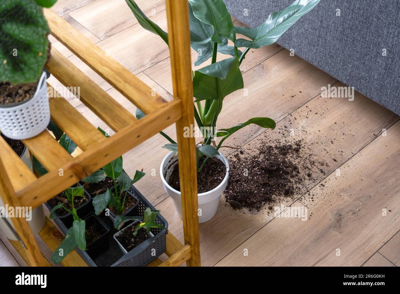 houseplant fell to the floor and the soil from the pot crumbled ...