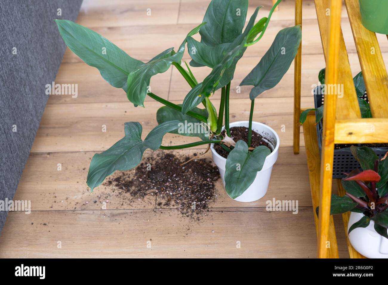 houseplant fell to the floor and the soil from the pot crumbled ...