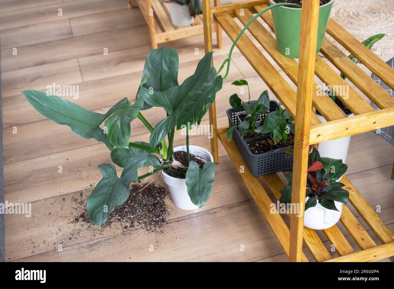 houseplant fell to the floor and the soil from the pot crumbled ...