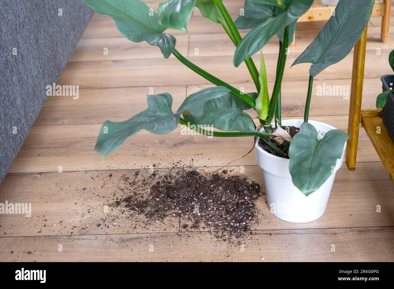 houseplant fell to the floor and the soil from the pot crumbled ...