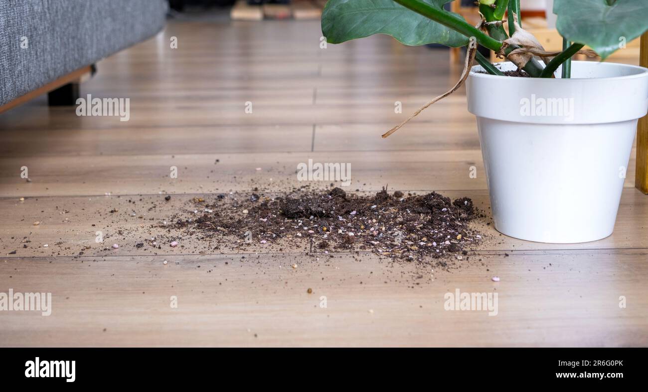 houseplant fell to the floor and the soil from the pot crumbled ...