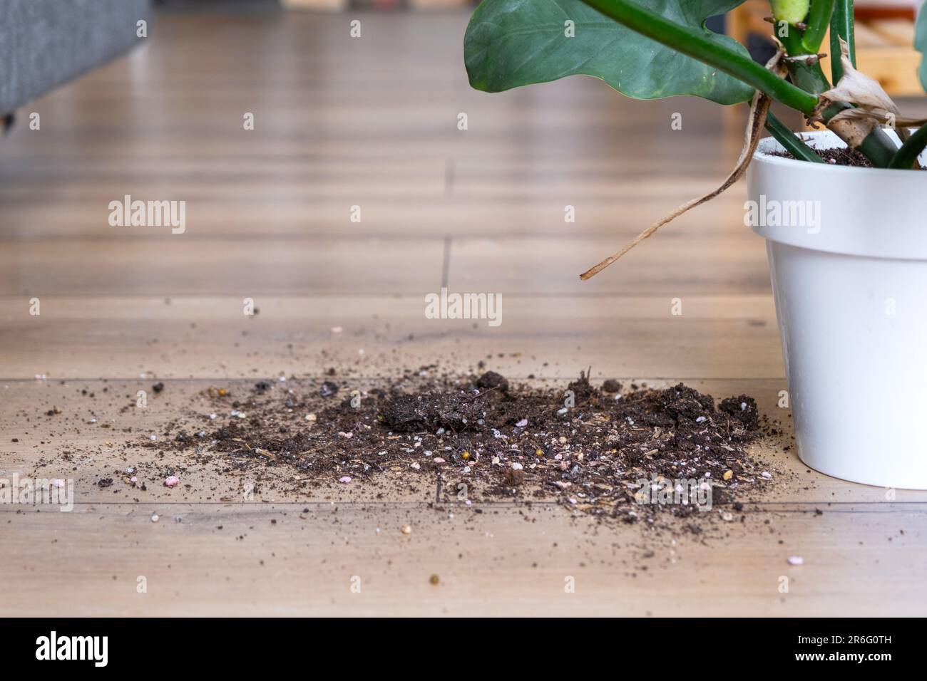 houseplant fell to the floor and the soil from the pot crumbled ...