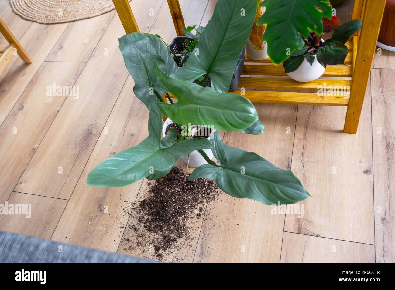 houseplant fell to the floor and the soil from the pot crumbled ...