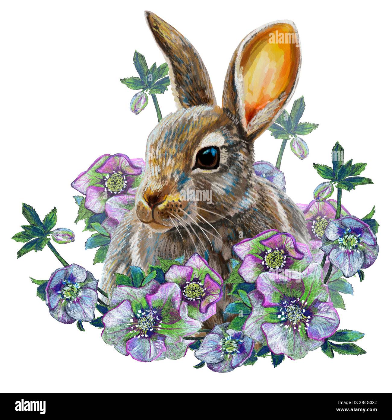 Little rabbit in hellebore flowers. Drawn by hand. The cute bunny is ...