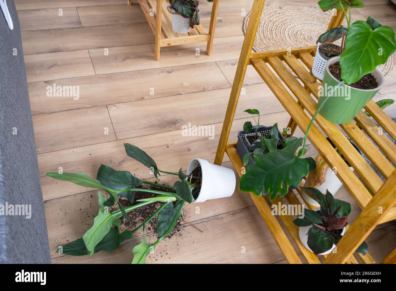 houseplant fell to the floor and the soil from the pot crumbled ...
