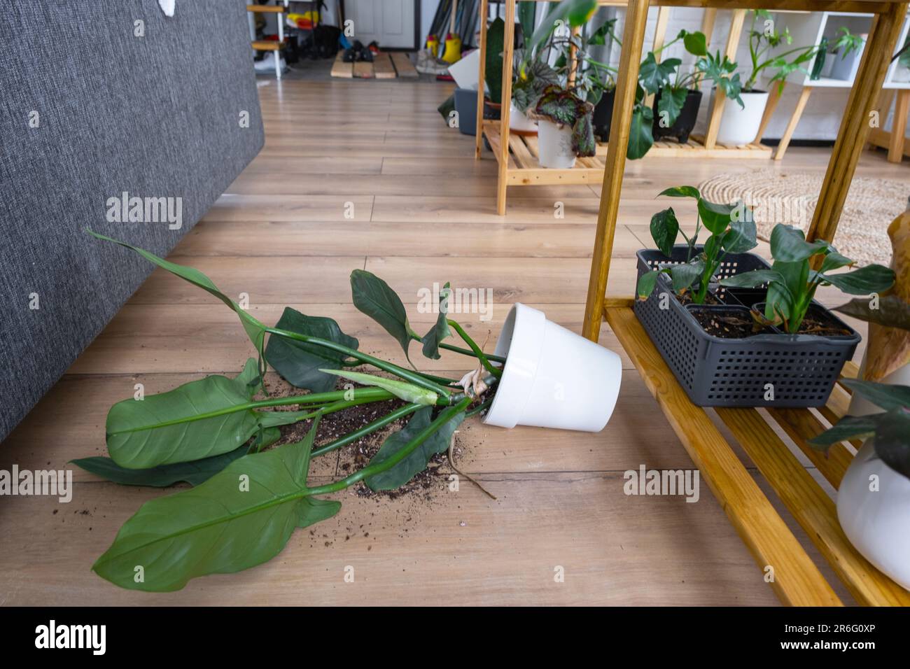 houseplant fell to the floor and the soil from the pot crumbled ...
