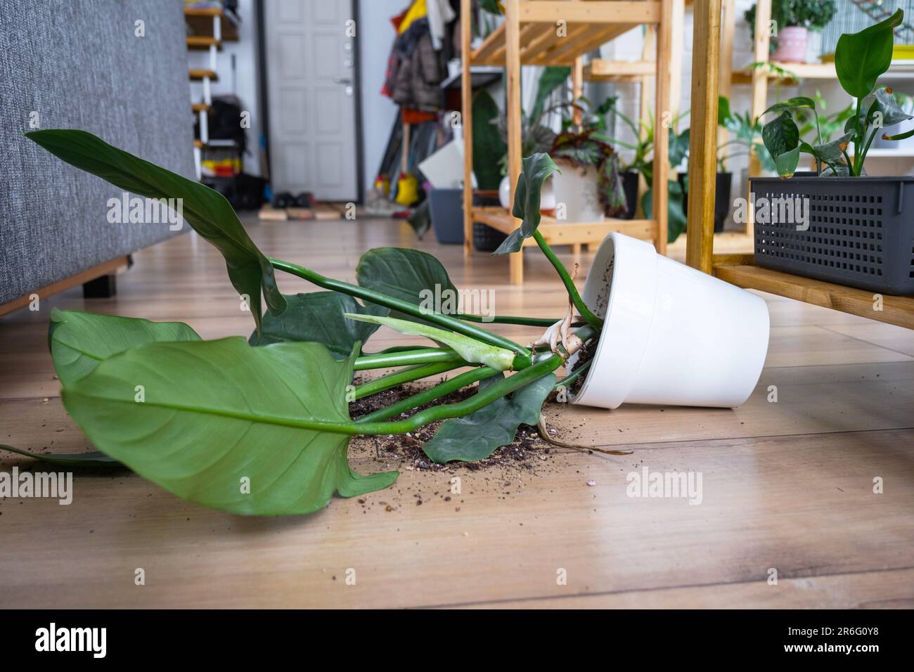 houseplant fell to the floor and the soil from the pot crumbled ...