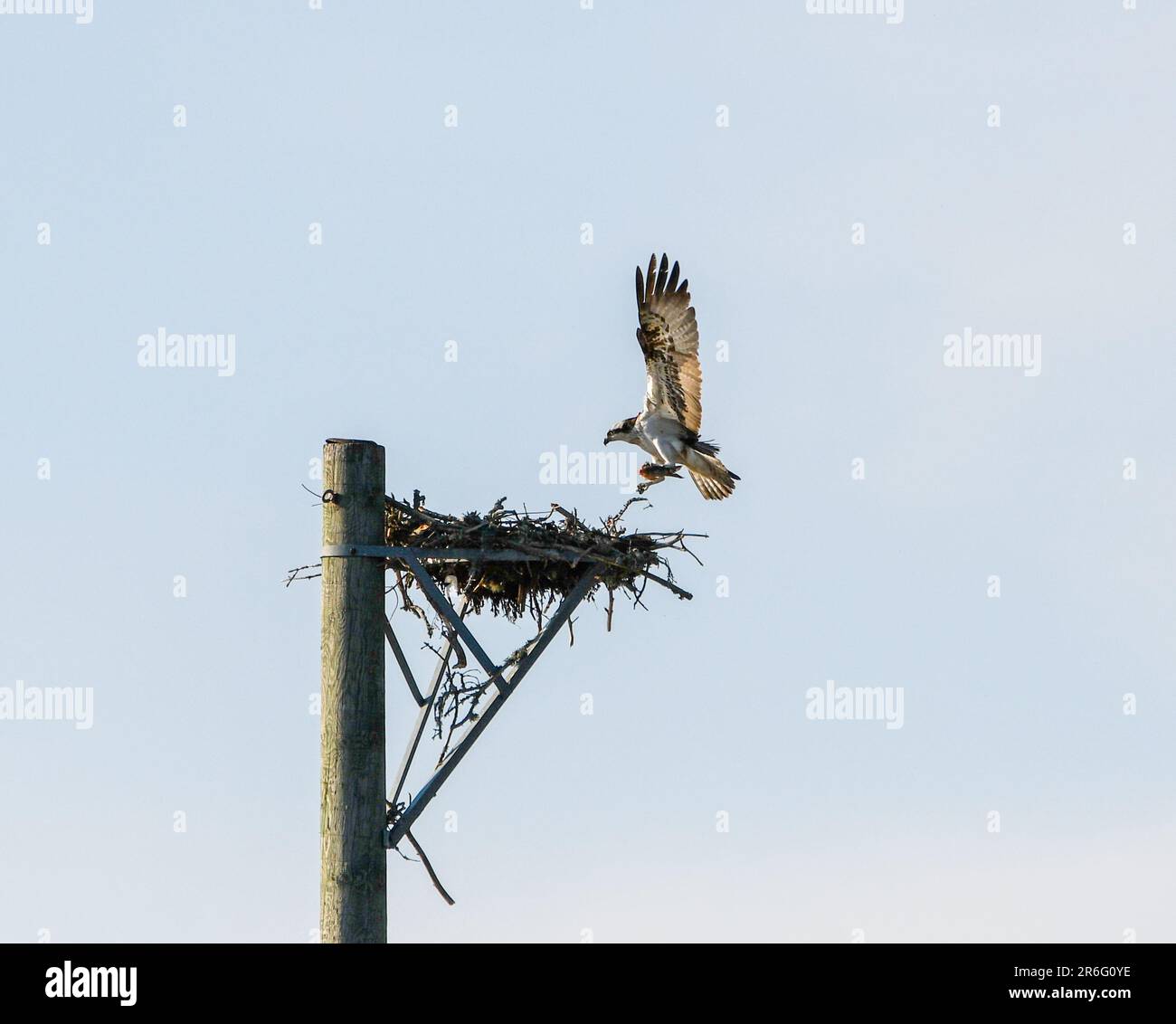 Osprey couple nesting in spring in the archipelago in Finland, the male ...