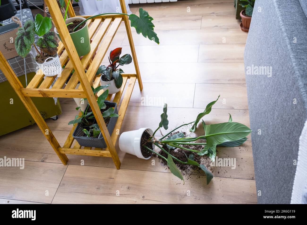 houseplant fell to the floor and the soil from the pot crumbled ...