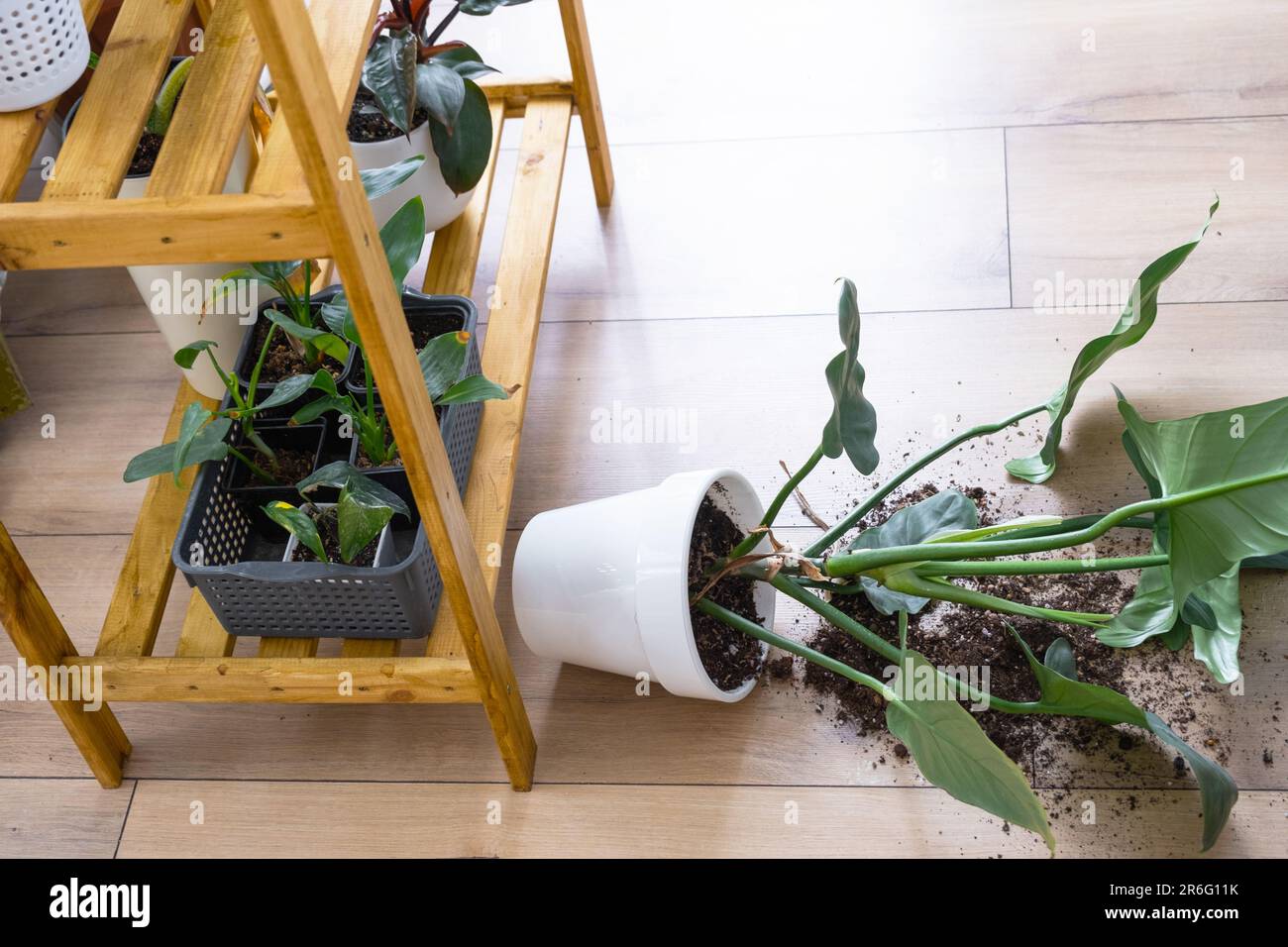houseplant fell to the floor and the soil from the pot crumbled ...