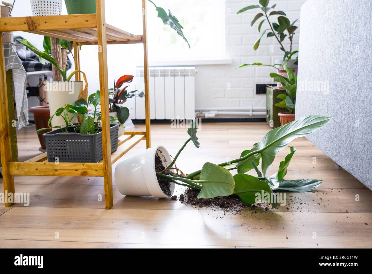 houseplant fell to the floor and the soil from the pot crumbled ...