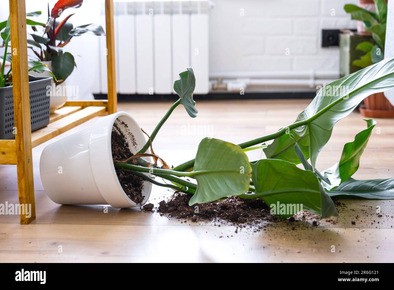 houseplant fell to the floor and the soil from the pot crumbled ...