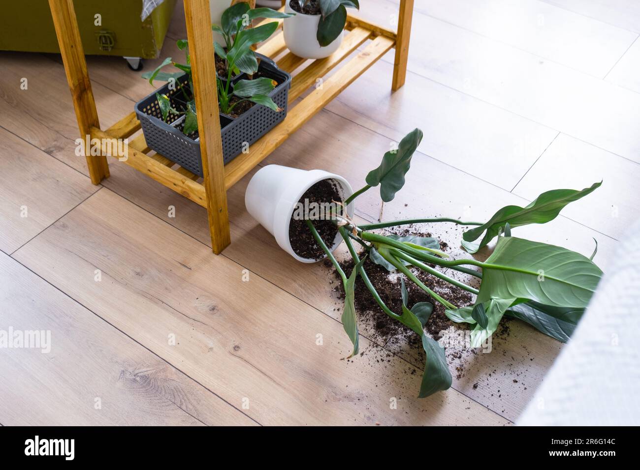 houseplant fell to the floor and the soil from the pot crumbled ...