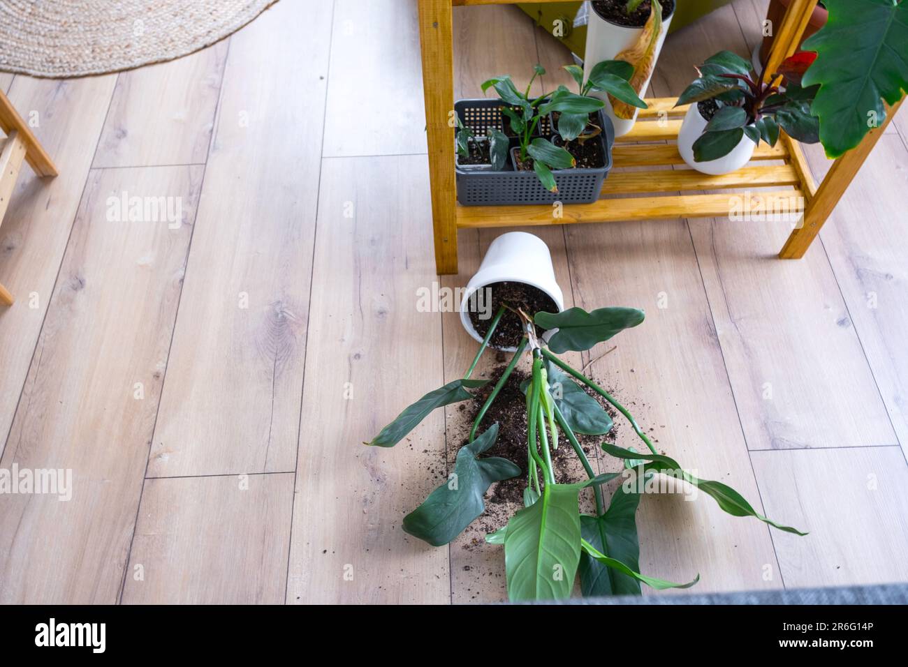 houseplant fell to the floor and the soil from the pot crumbled ...