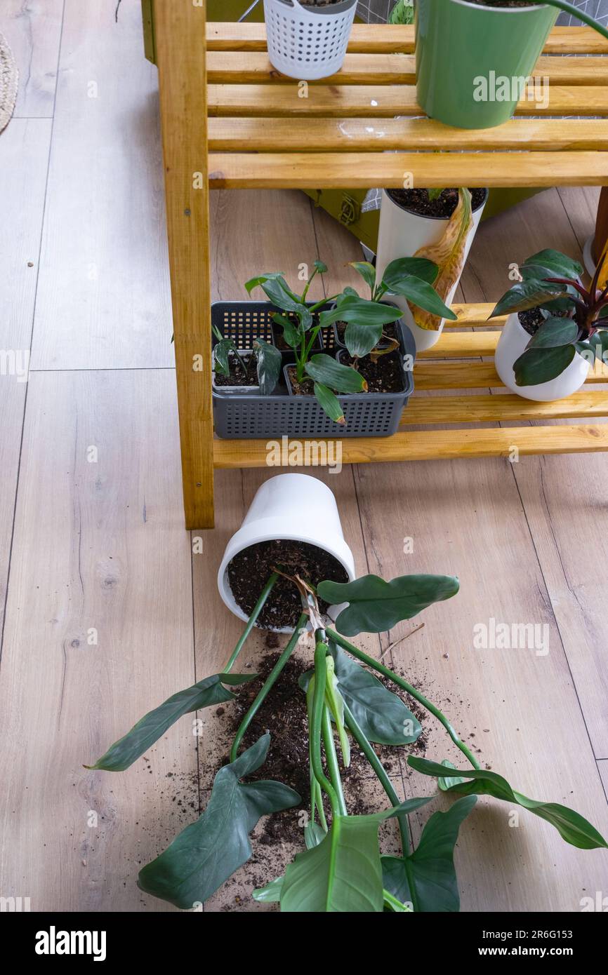 houseplant fell to the floor and the soil from the pot crumbled ...