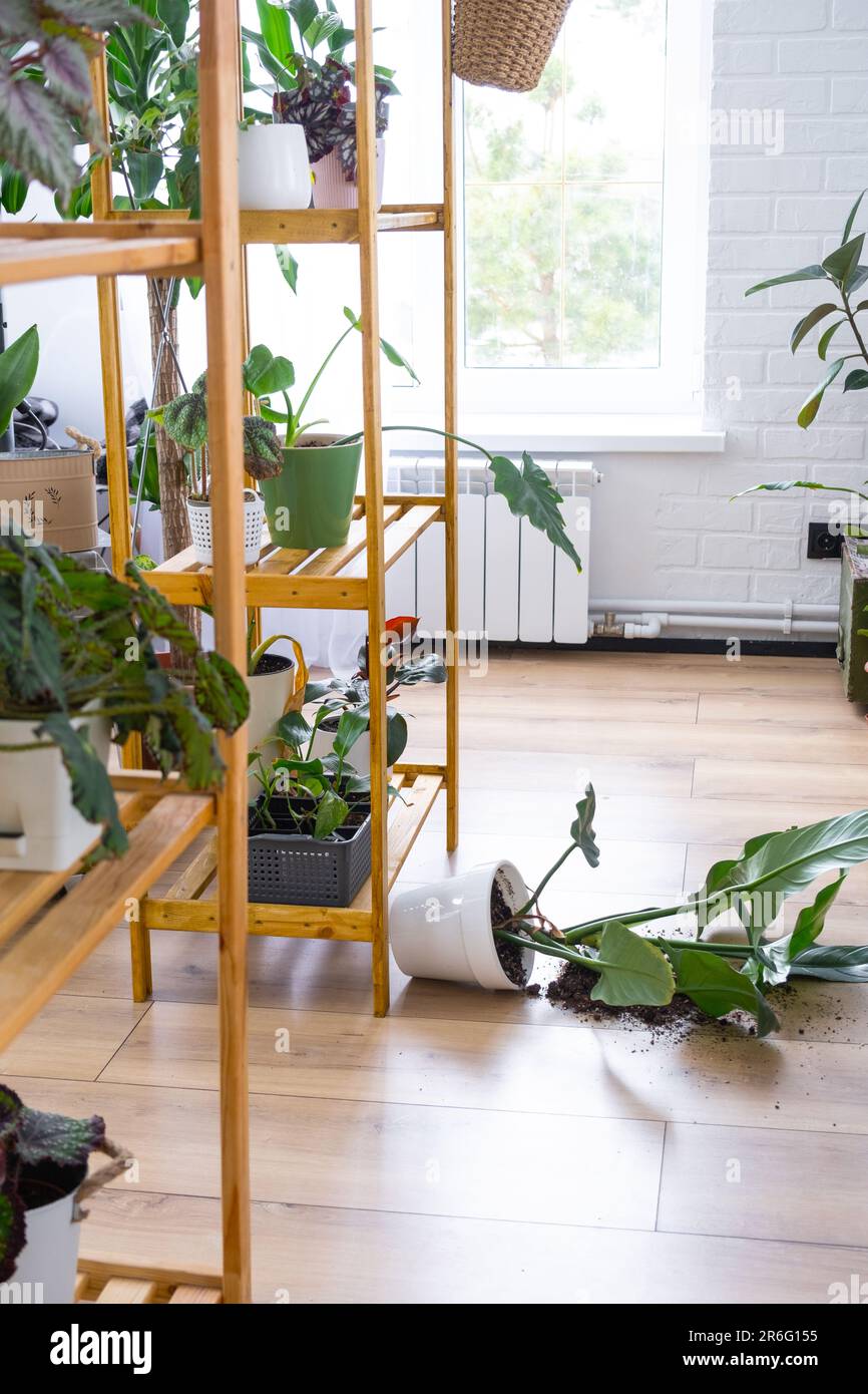 houseplant fell to the floor and the soil from the pot crumbled ...