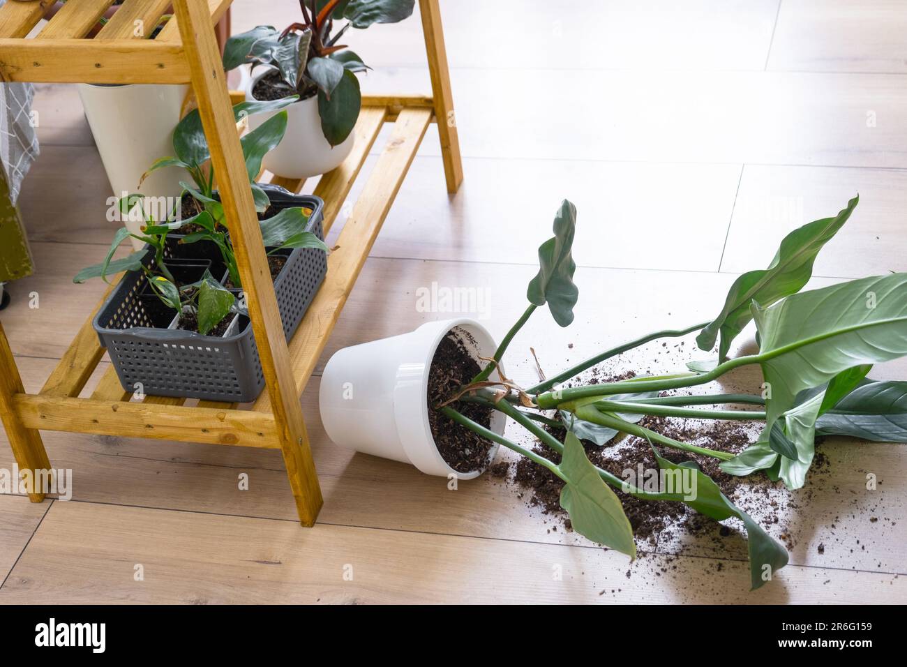 houseplant fell to the floor and the soil from the pot crumbled ...