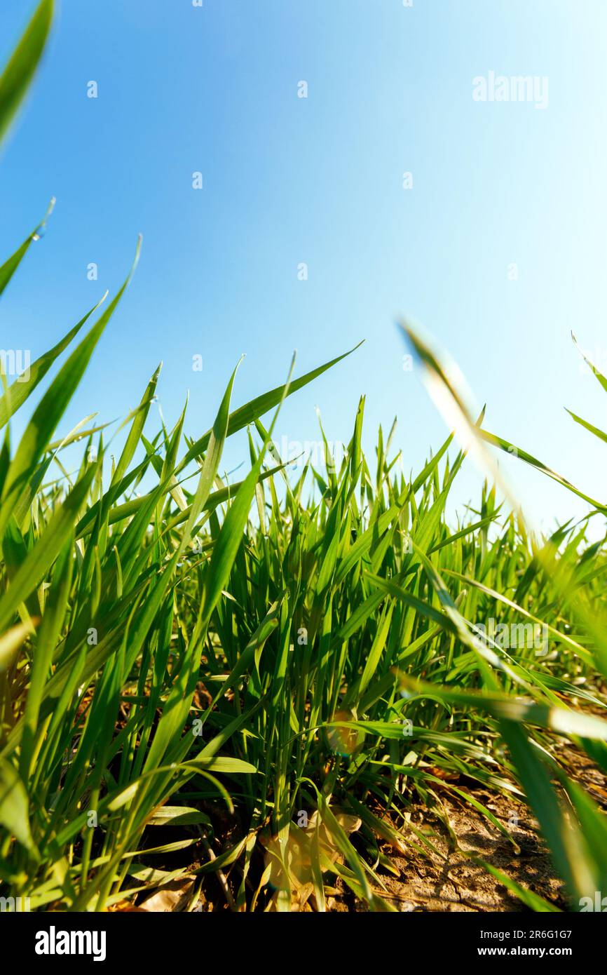 spring green field Stock Photo - Alamy