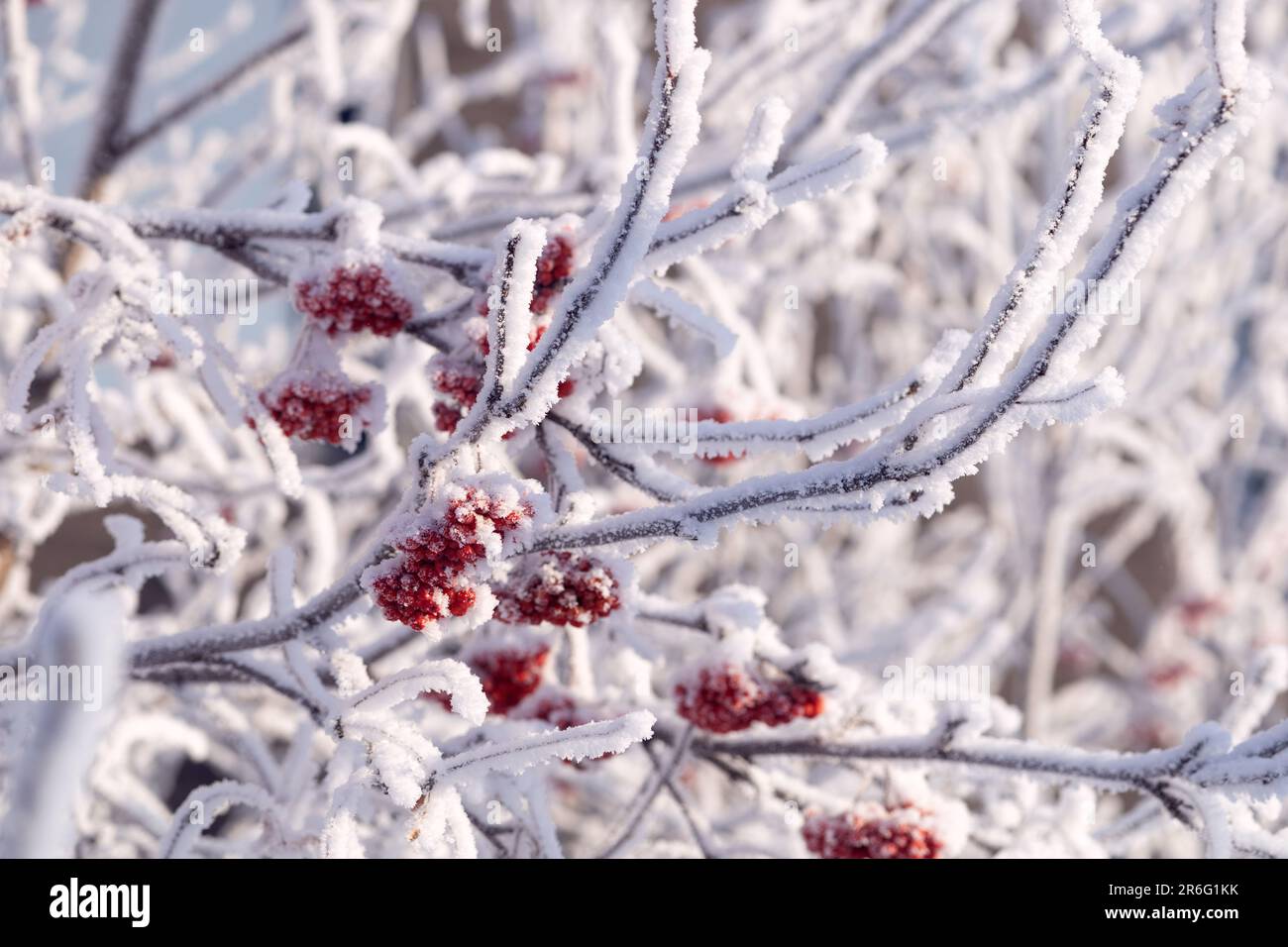 Covered with frost branches of a rowan bush with red berries against ...