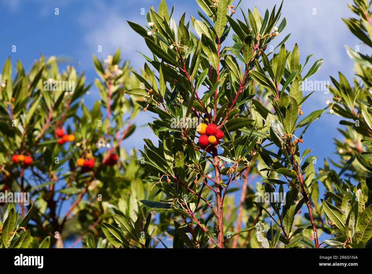 Close-up on a the fruit of a strawberry tree (Arbutus Unedo Stock Photo ...