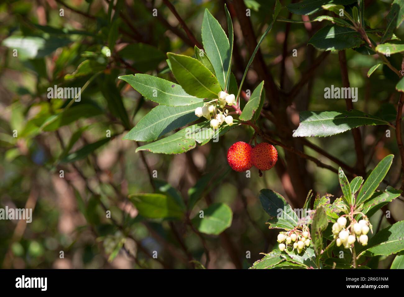 Arbutus fruit flower hi-res stock photography and images - Alamy