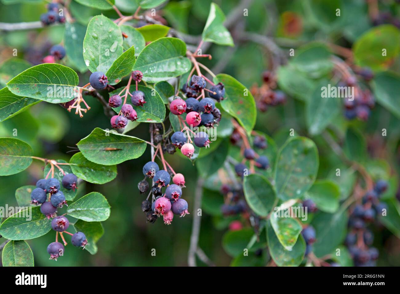 Fruits of the Amelanchier, (also known as shadbush, shadwood or ...