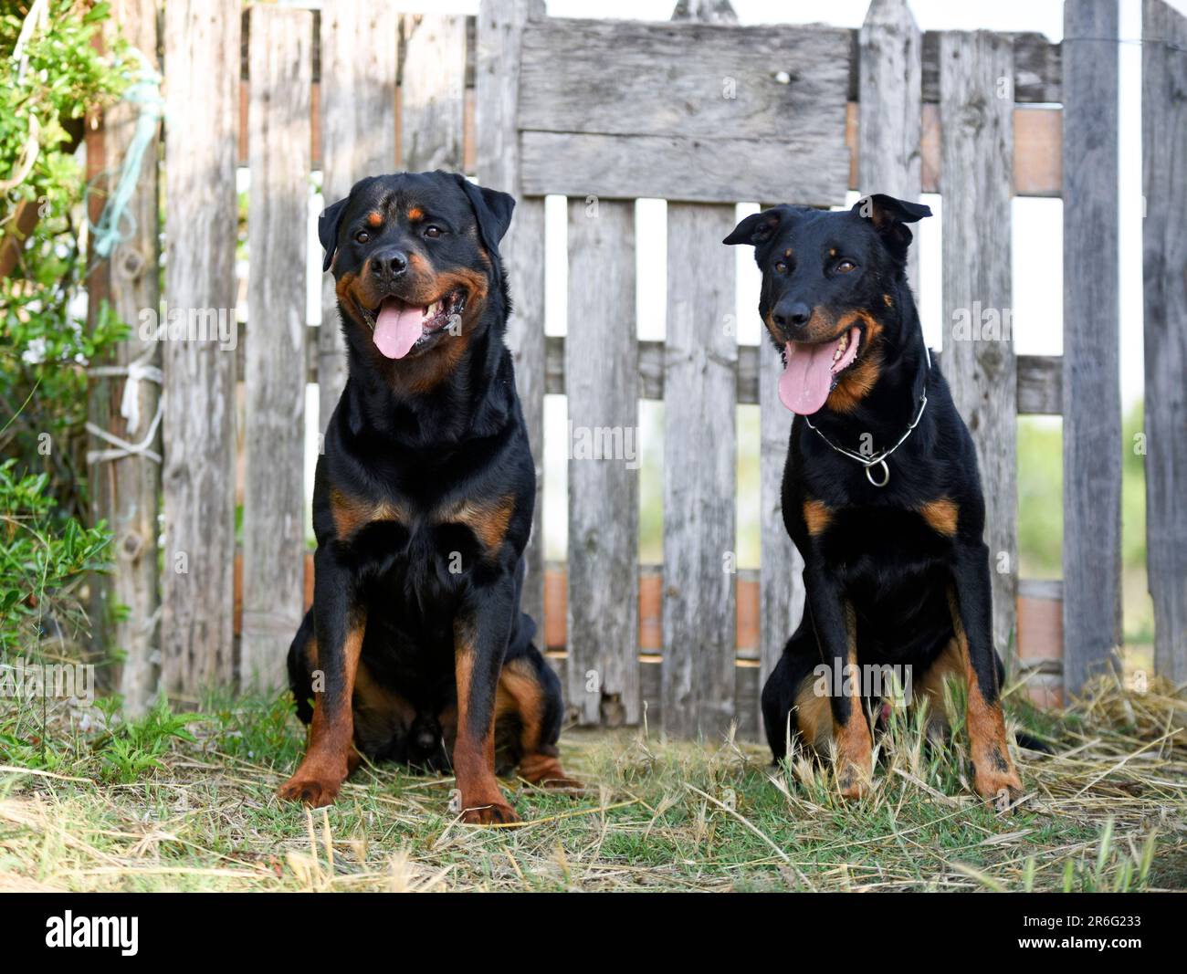 french shepherd and rottweiler in the nature in summer Stock Photo - Alamy
