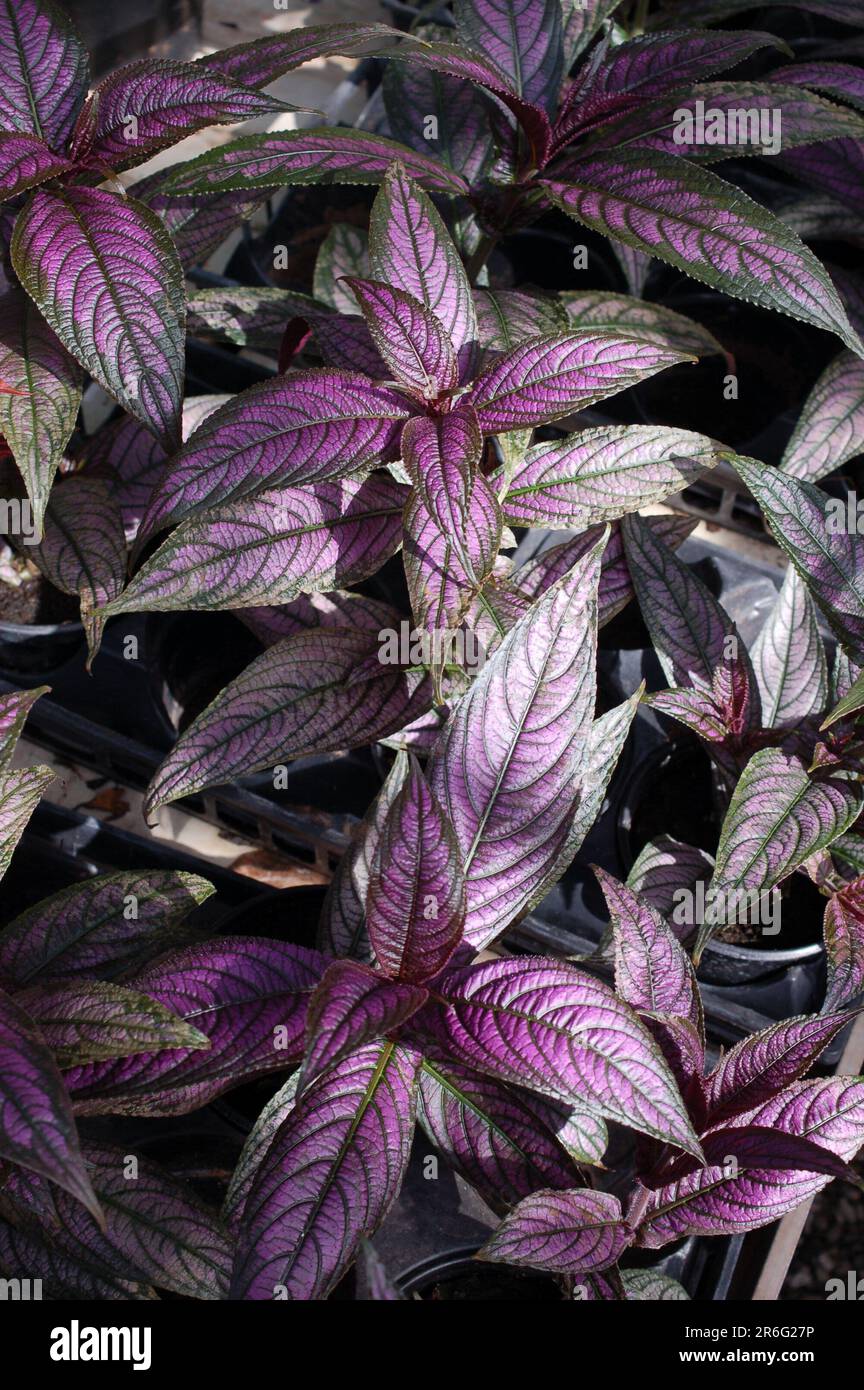 Persian Shield Plant Stock Photo - Alamy