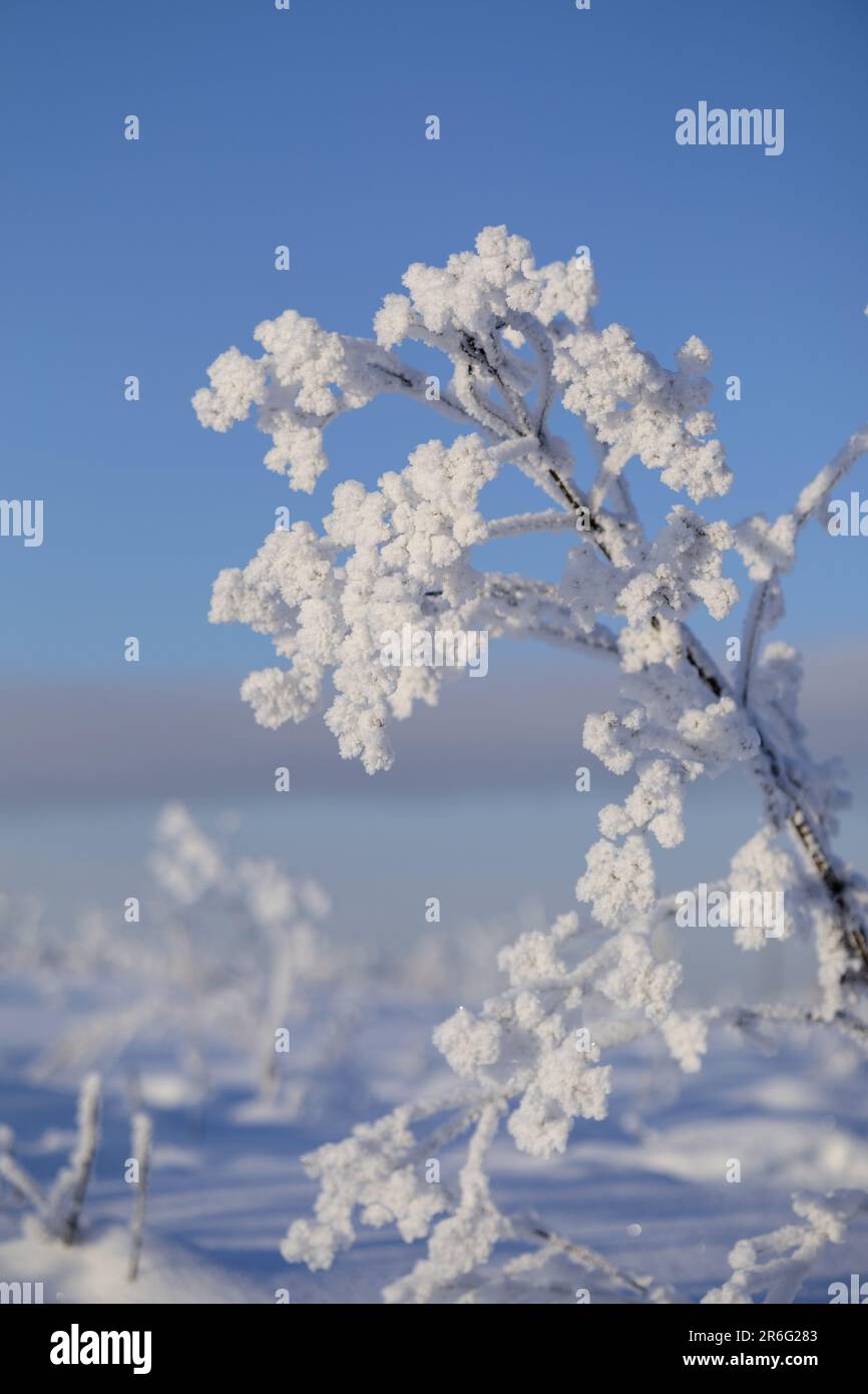 Frost-covered branch of a lonely weed in a winter snowy field Stock ...